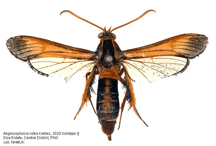 Papua Insects Foundation (Lepidoptera/Sesiidae thumbnails)